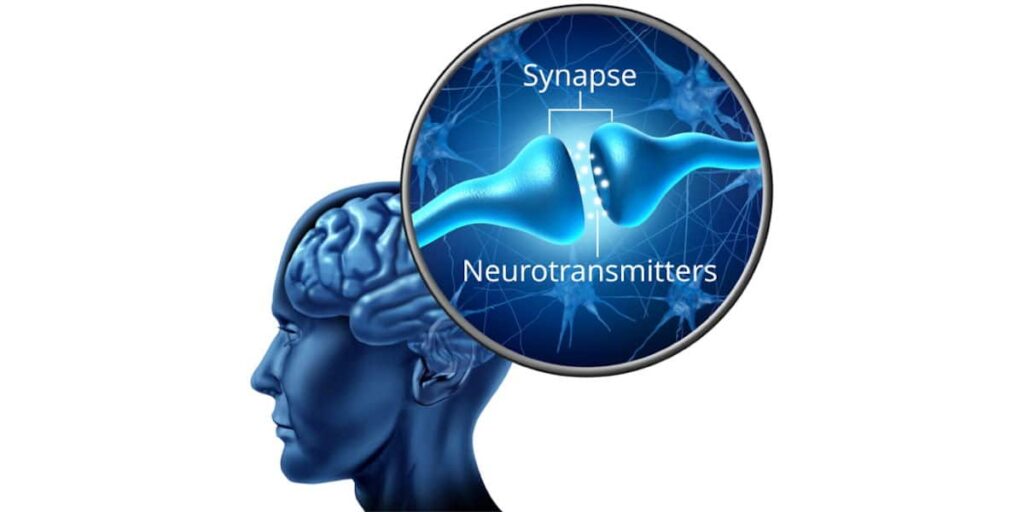 The Major six Neurotransmitters: Serotonin, Dopamine, Norepinephrine ...